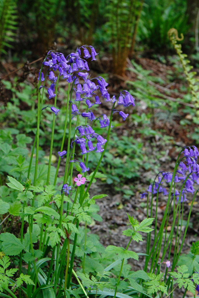 Our five favourite bluebell walks in Devon - Devon Farms Blog