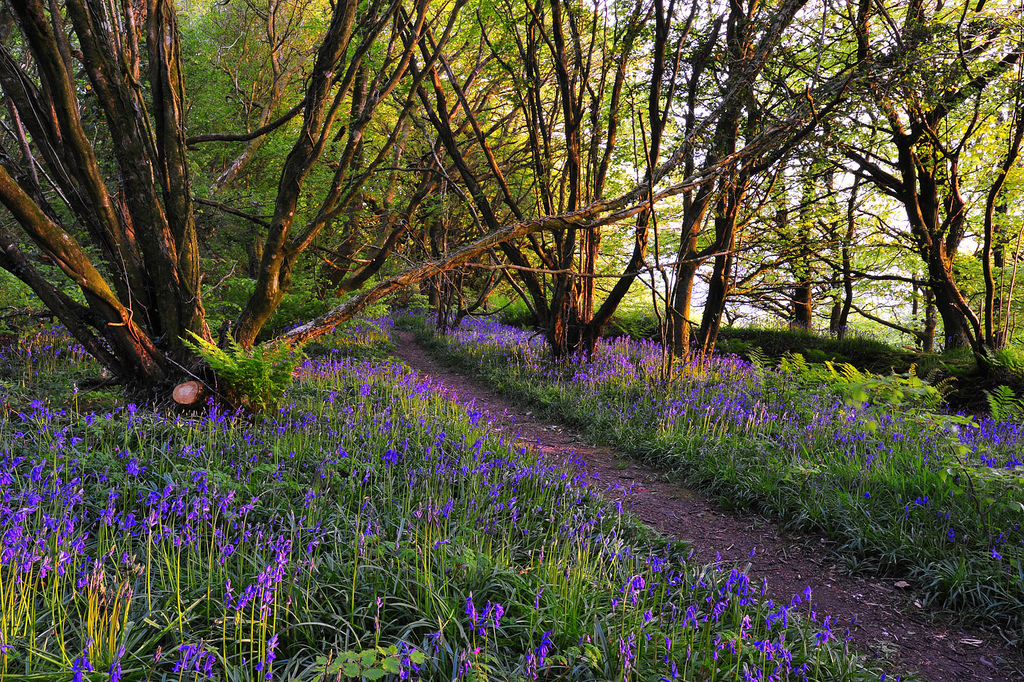 Our five favourite bluebell walks in Devon - Devon Farms Blog