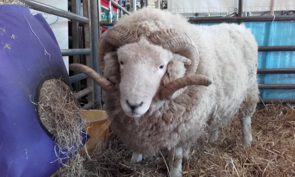 Terry the ram goes to Woolfest - Devon Farms Blog
