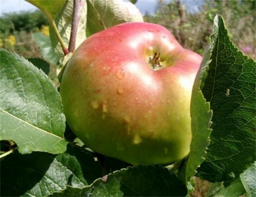 Get pressing those apples! - Devon Farms Blog