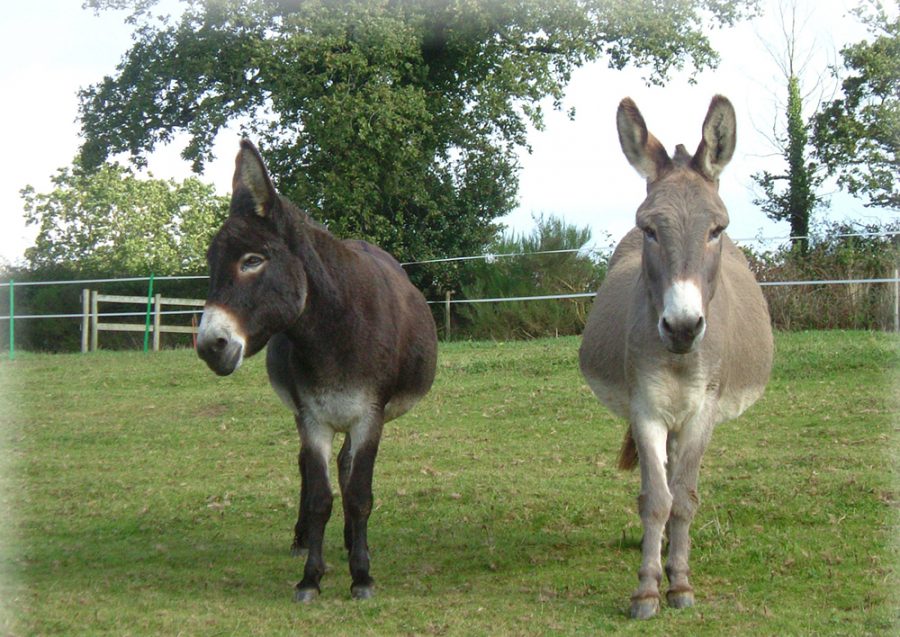 The Donkey Sanctuary - back open - Devon Farms Blog